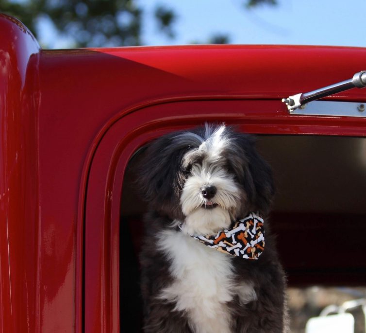 Leeds Insurance Company Searches For The Face of Fido - Business Up North