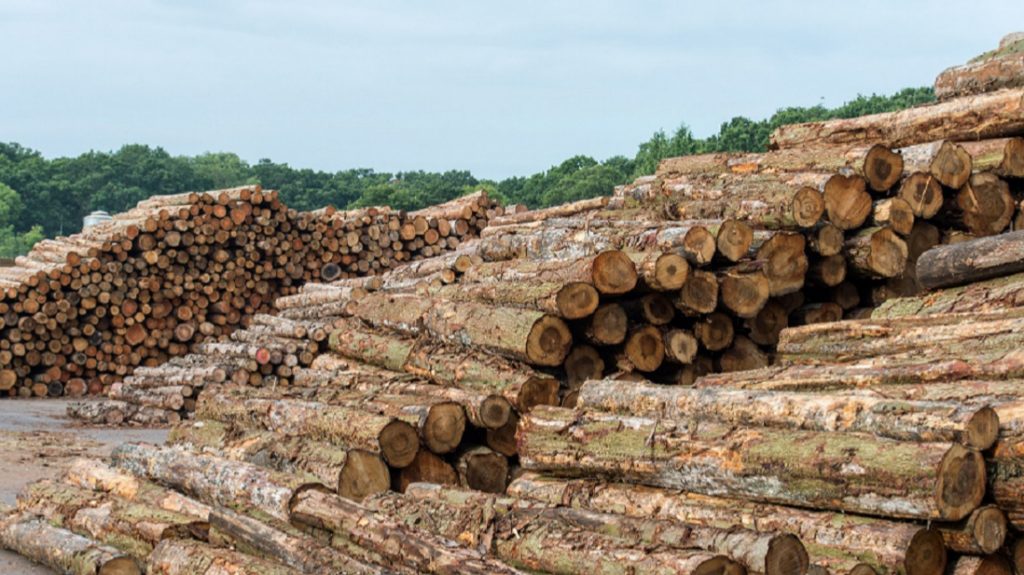 Homegrown Timber: A Framework for Sustainable Success - Business Up North